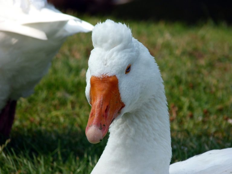 23 Types of Geese Breeds: An Overview (with Pictures) - Optics Mag