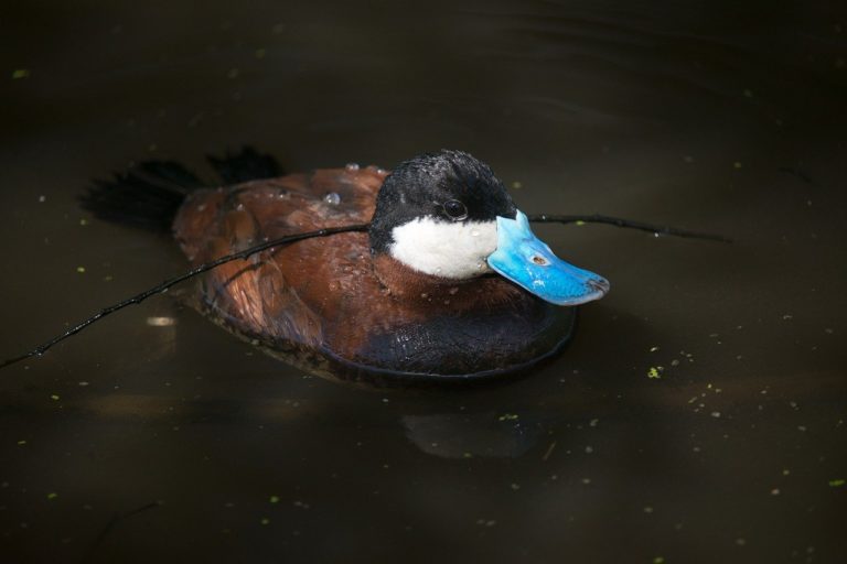 20 Types of Ducks in Illinois (with Pictures) - Optics Mag