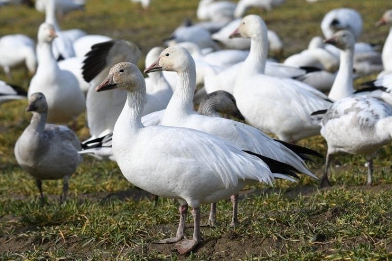 23 Types of Geese Breeds: An Overview (with Pictures) - Optics Mag
