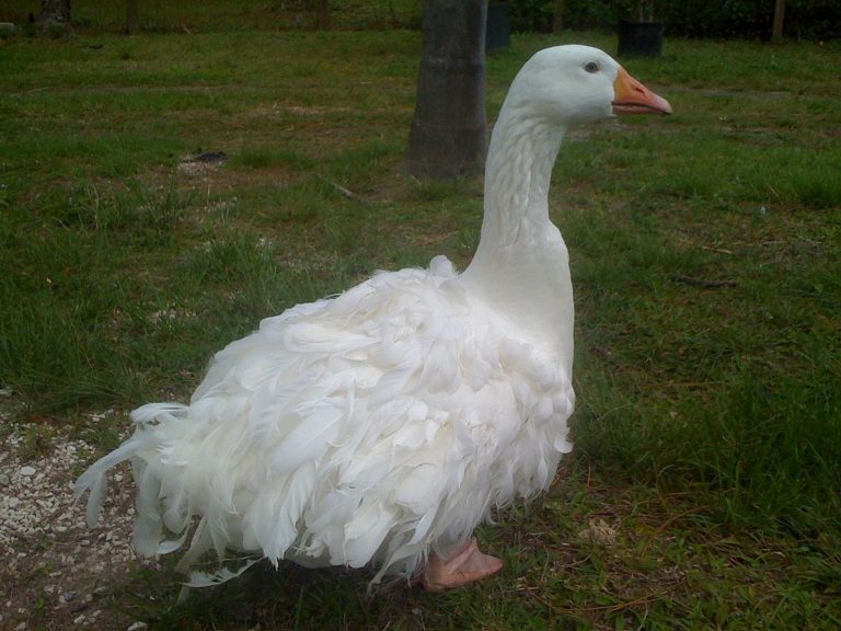 23 Types of Geese Breeds: An Overview (with Pictures) - Optics Mag