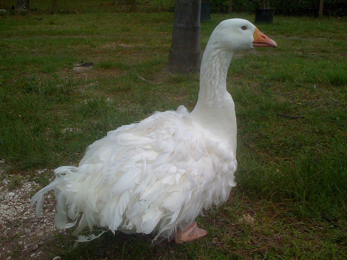 23 Types of Geese Breeds: An Overview (with Pictures) - Optics Mag
