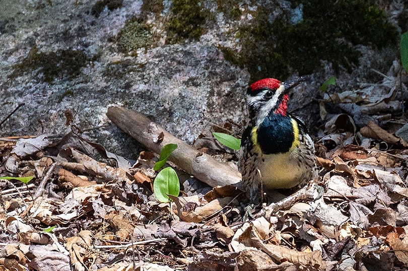 20 Common Backyard Birds in North Carolina (With Pictures) - Optics Mag