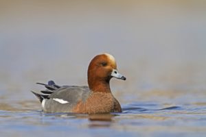 17 Types of Ducks Found in Oregon (With Pictures) - Optics Mag