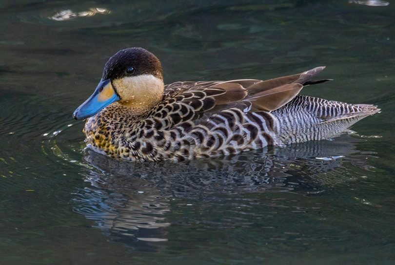 10 Rarest Duck Breeds (With Pictures) - Optics Mag