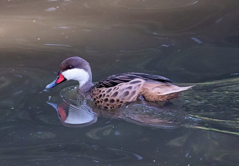 10 Rarest Duck Breeds (With Pictures) - Optics Mag