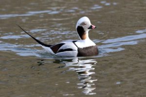 17 Types of Ducks Found in Oregon (With Pictures) - Optics Mag