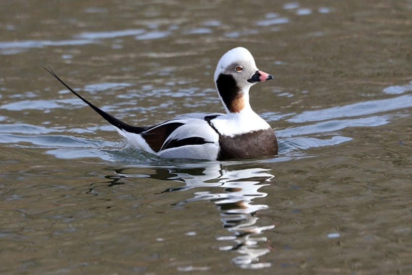 17 Types of Ducks Found in Oregon (With Pictures) - Optics Mag