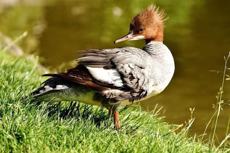 17 Types of Ducks Found in Oregon (With Pictures) - Optics Mag