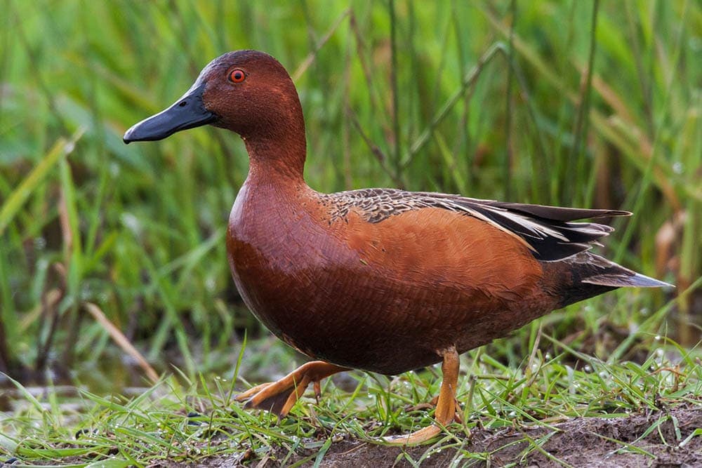 20 Types of Ducks in Arizona (with Pictures) - Optics Mag