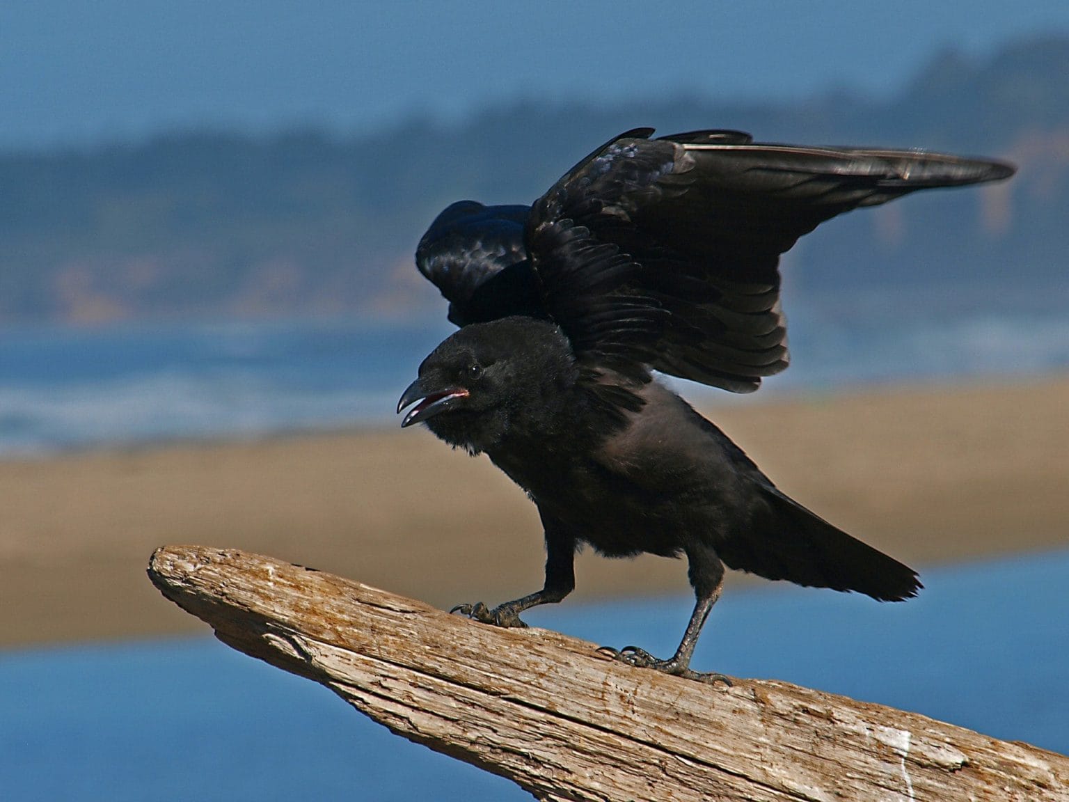 Do Crows Like Shiny Things? Myth or Reality? - Optics Mag