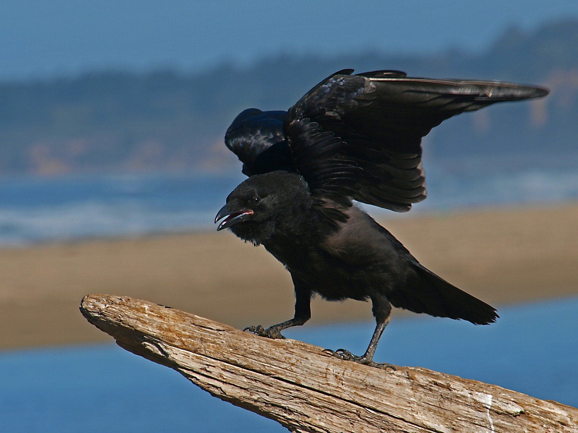 Do Crows Like Shiny Things? Myth or Reality? - Optics Mag