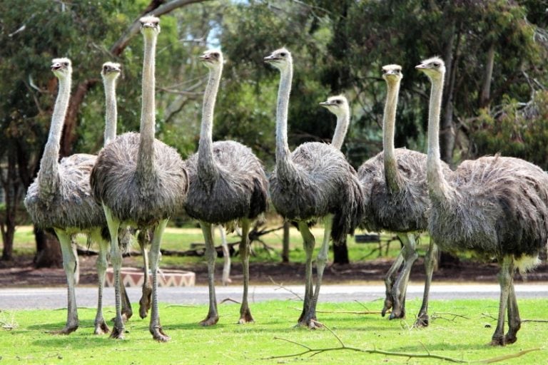 What Does an Ostrich Sound Like? (With Videos) - Optics Mag