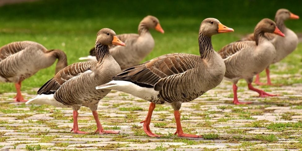 23 Types of Geese Breeds: An Overview (with Pictures) - Optics Mag