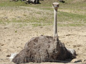 What Does an Ostrich Sound Like? (With Videos) - Optics Mag