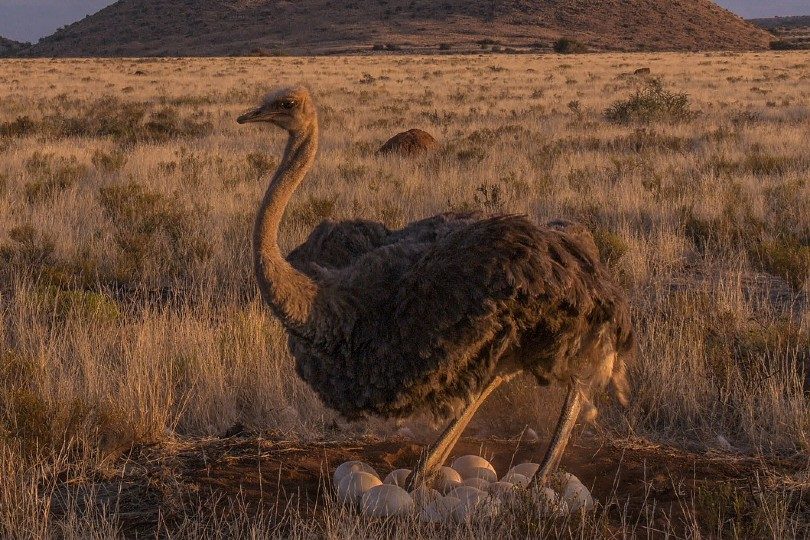 Do Birds Have Penises? The Surprising Answer! - Optics Mag