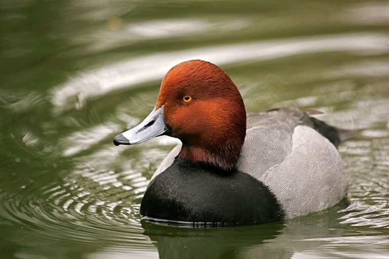 17 Birds with a Red Head in North America (with Pictures) - Optics Mag