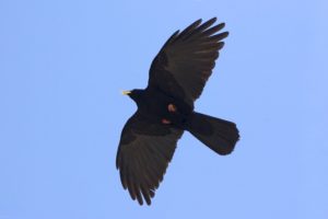 How Fast Do Birds Fly? What The Science Tells Us - Optics Mag