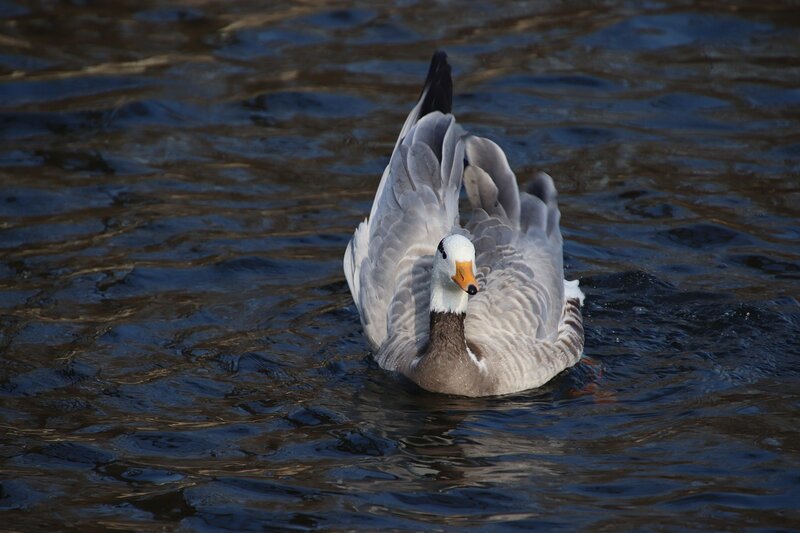 How High Can Birds Fly? The Surprising Answer! - Optics Mag