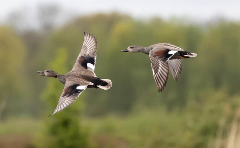 20 Types of Ducks in Illinois (with Pictures) - Optics Mag