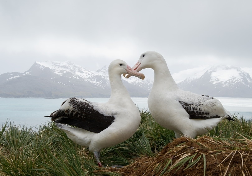 10 Types of Seabirds: An Overview (with Pictures) - Optics Mag