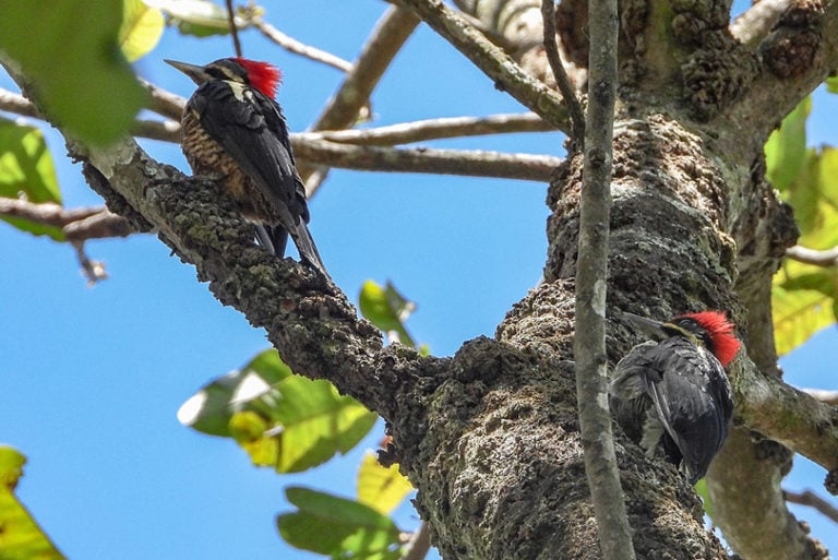 17 Birds with a Red Head in North America (with Pictures) - Optics Mag
