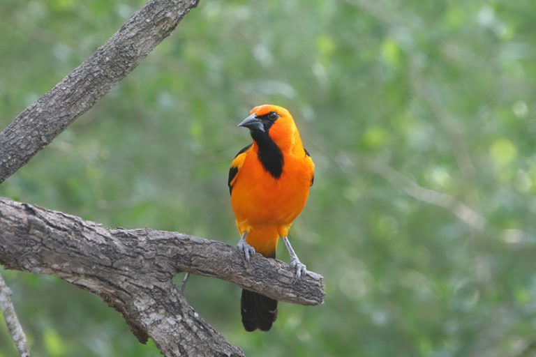 Do Birds Cough & Sneeze? What The Science Tells Us - Optics Mag
