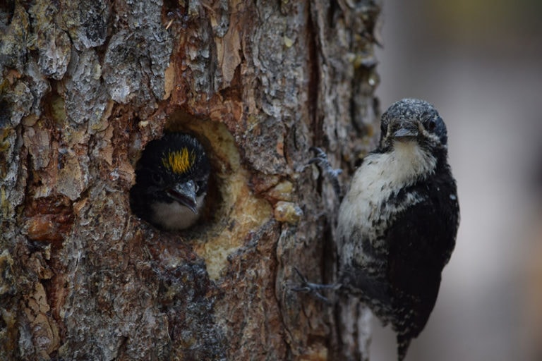 11 Species of Woodpeckers in Washington (with Pictures) - Optics Mag