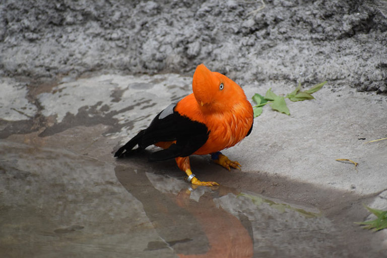 15 Birds With Orange Heads (with Pictures) - Optics Mag