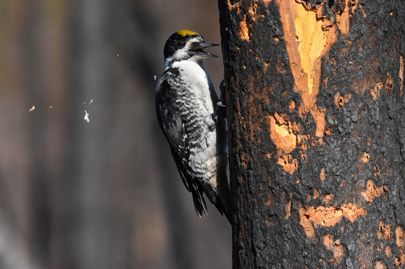 9 Species of Woodpeckers In Minnesota (With Pictures) - Optics Mag