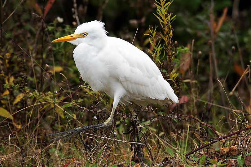 10 Birds That Love to Eat Ticks (with Pictures) - Optics Mag