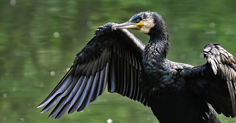 10 Birds That Swim Underwater (with Pictures) - Optics Mag