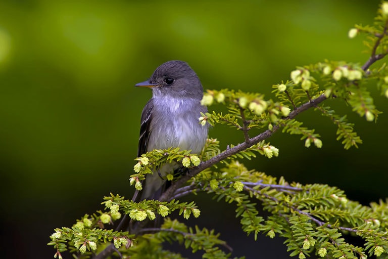 30 Common Backyard Birds in Virginia (with Pictures) - Optics Mag