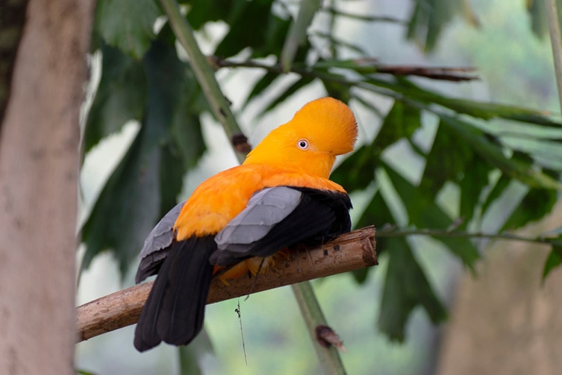 15 Birds With Orange Heads (with Pictures) - Optics Mag