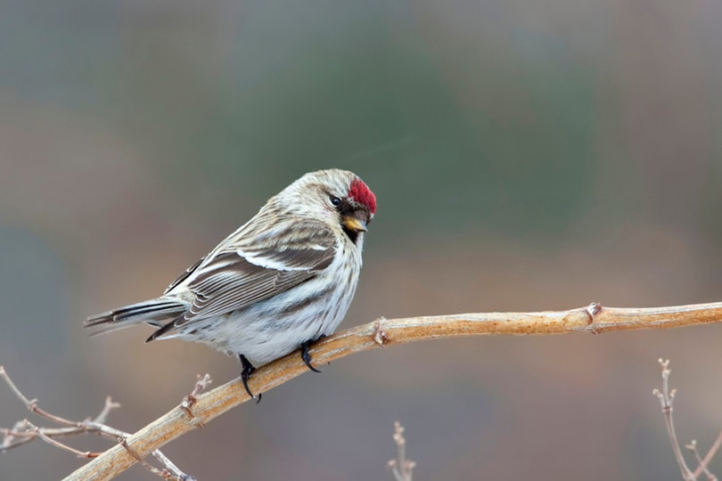Which Birds Eat Thistle? What You Need To Know! - Optics Mag