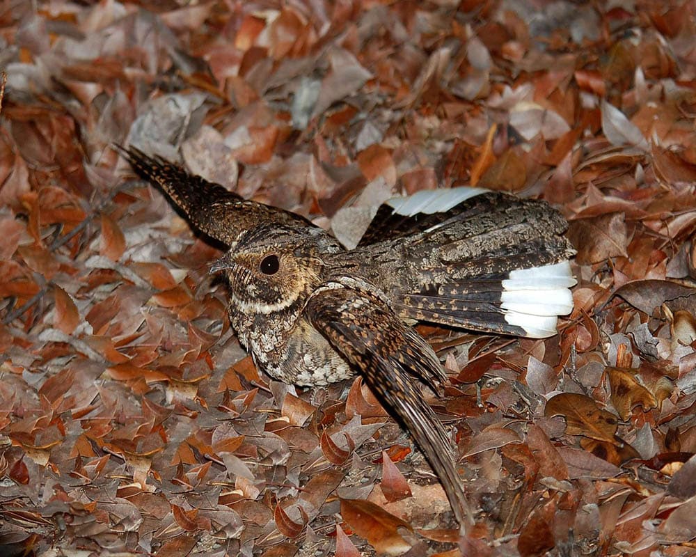 Do Birds Fly At Night? What You Need To Know - Optics Mag