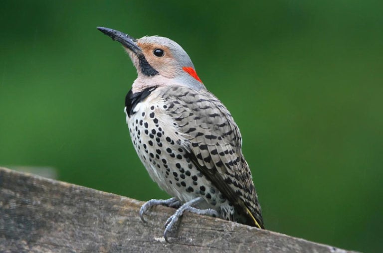 Northern Flicker: Field Guide, Pictures, Habitat & Info - Optics Mag