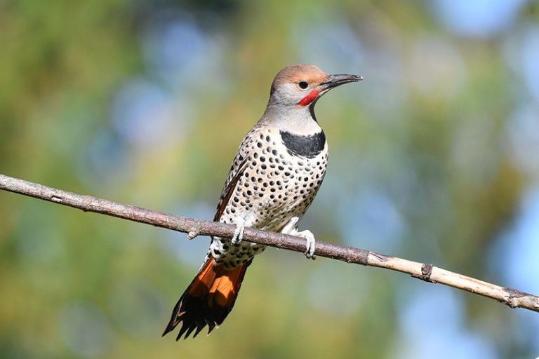 Northern Flicker: Field Guide, Pictures, Habitat & Info - Optics Mag