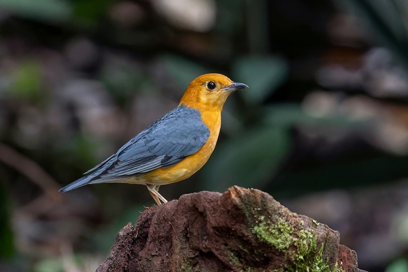 15 Birds With Orange Heads (with Pictures) - Optics Mag