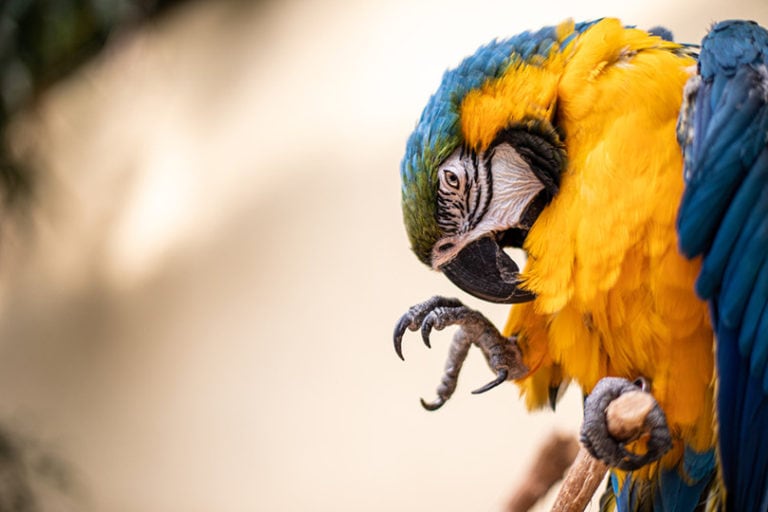 What Are Birds Feet Called? Are There Different Types? - Optics Mag