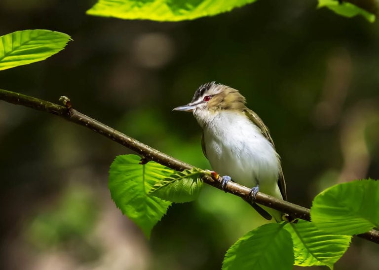 30 Common Backyard Birds in Virginia (with Pictures) - Optics Mag