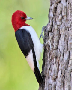 17 Birds with a Red Head in North America (with Pictures) - Optics Mag