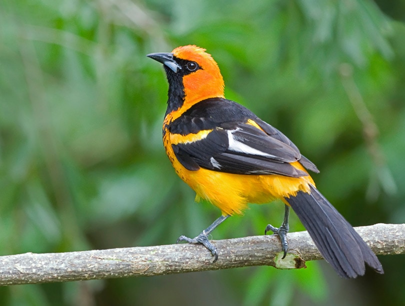 15 Birds With Orange Heads (with Pictures) - Optics Mag