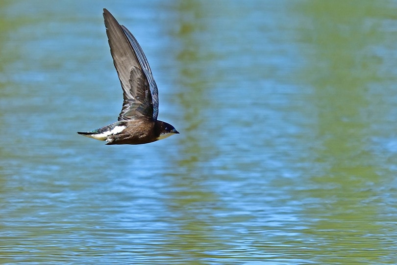 How Fast Do Birds Fly? What The Science Tells Us - Optics Mag