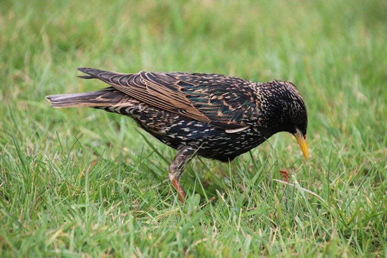10 Interesting and Fun European Starling Facts - Optics Mag