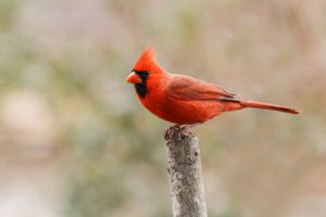 Why Are Male Birds More Colorful than Female Birds? - Optics Mag