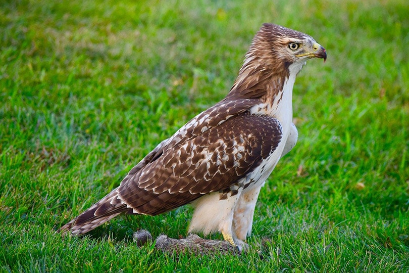 19 Interesting and Fun Facts About Red-Tailed Hawks - Optics Mag