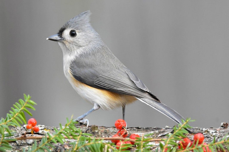 Male vs Female Tufted Titmouse: How To Tell The Difference? (With ...
