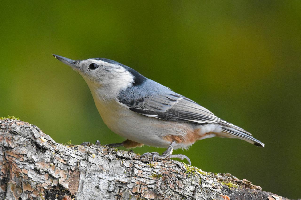 White-Breasted Nuthatch: Field Guide, Pictures, Habitat & Info - Optics Mag