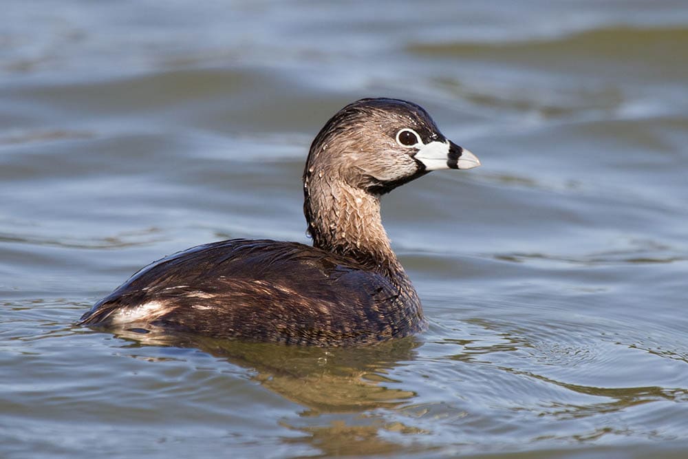 20 Birds That Dive for Fish (With Pictures) - Optics Mag