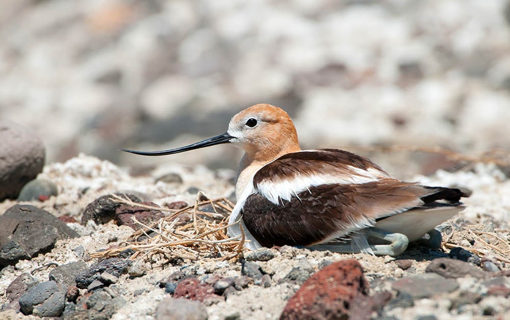 13 Birds That Lay Their Nests On The Ground (With Pictures) - Optics Mag